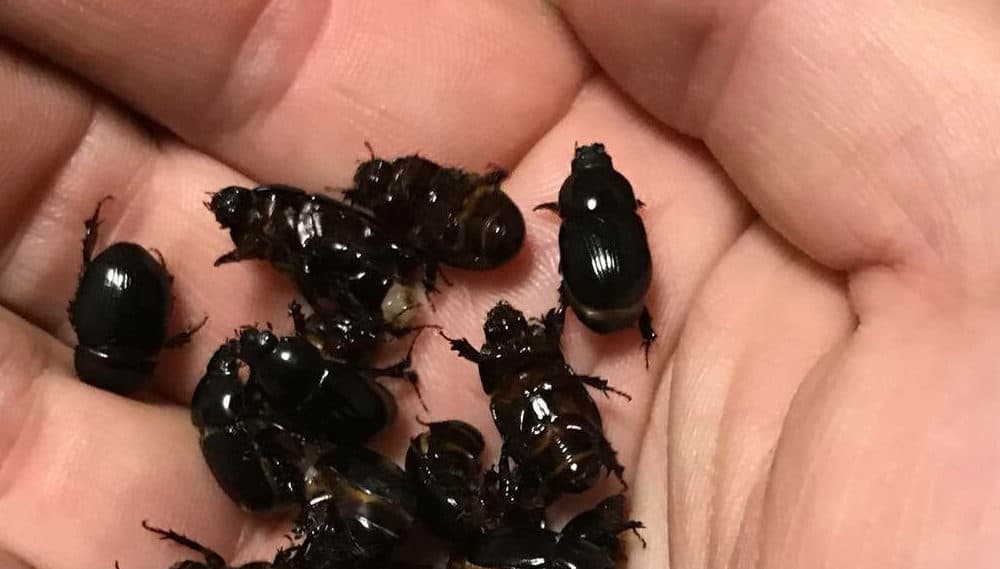 African Black Beetle - Insect Identification - Lawn Addicts