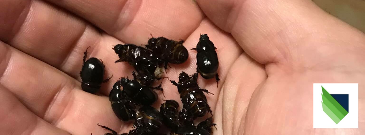 African Black Beetle - Insect Identification - Lawn Addicts