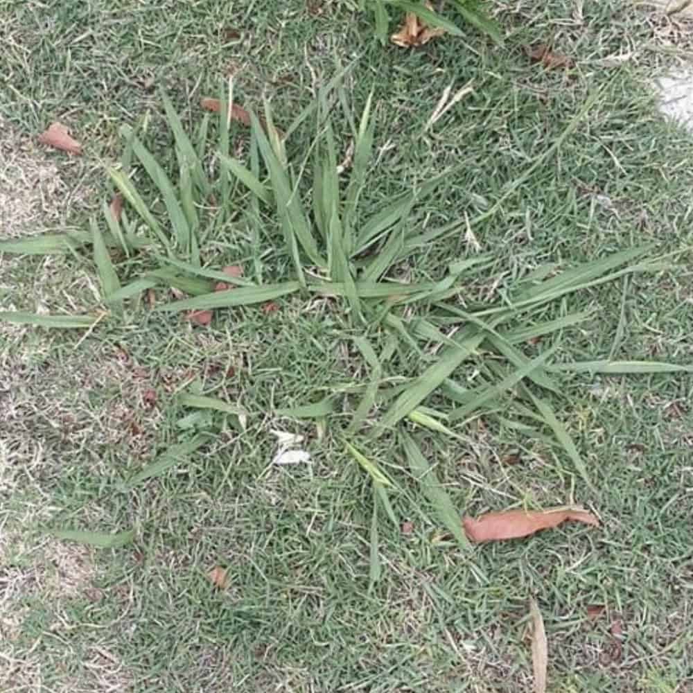Paspalum (Paspalum Dilatatum) - Weed Identification - Lawn Addicts