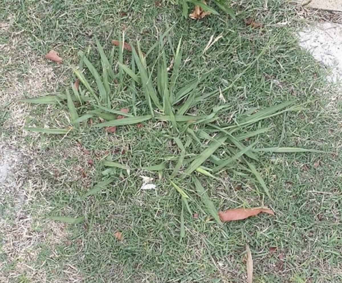 Paspalum (Paspalum Dilatatum) - Weed Identification - Lawn Addicts