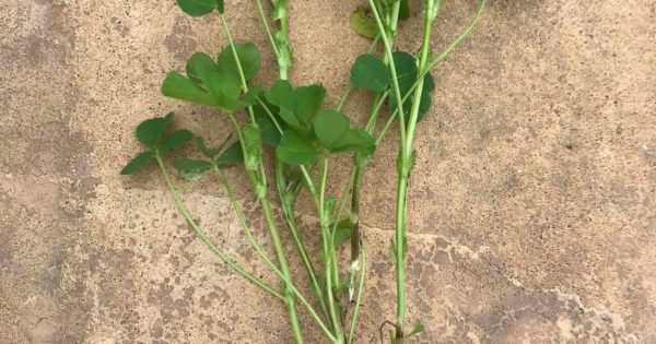 Burr Medic (Medicago Polymorpha) - Lawn Addicts