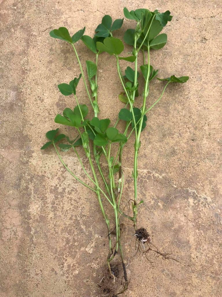 Burr Medic (Medicago Polymorpha) - Lawn Addicts