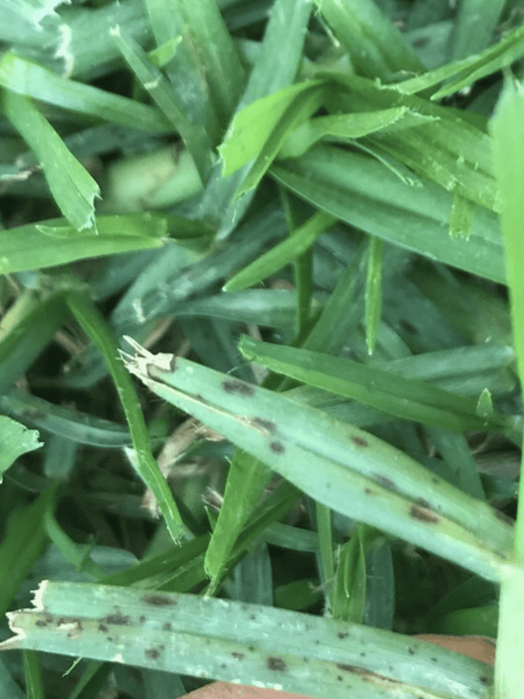 Black or White Helminthosporium (Black or White Helmo) - Lawn Addicts