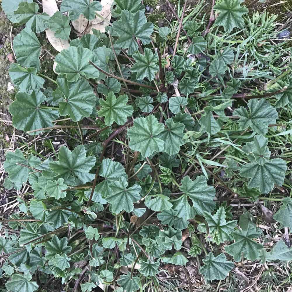 Mallow (Malva Parviflora) - Weed Identification - Lawn Addicts