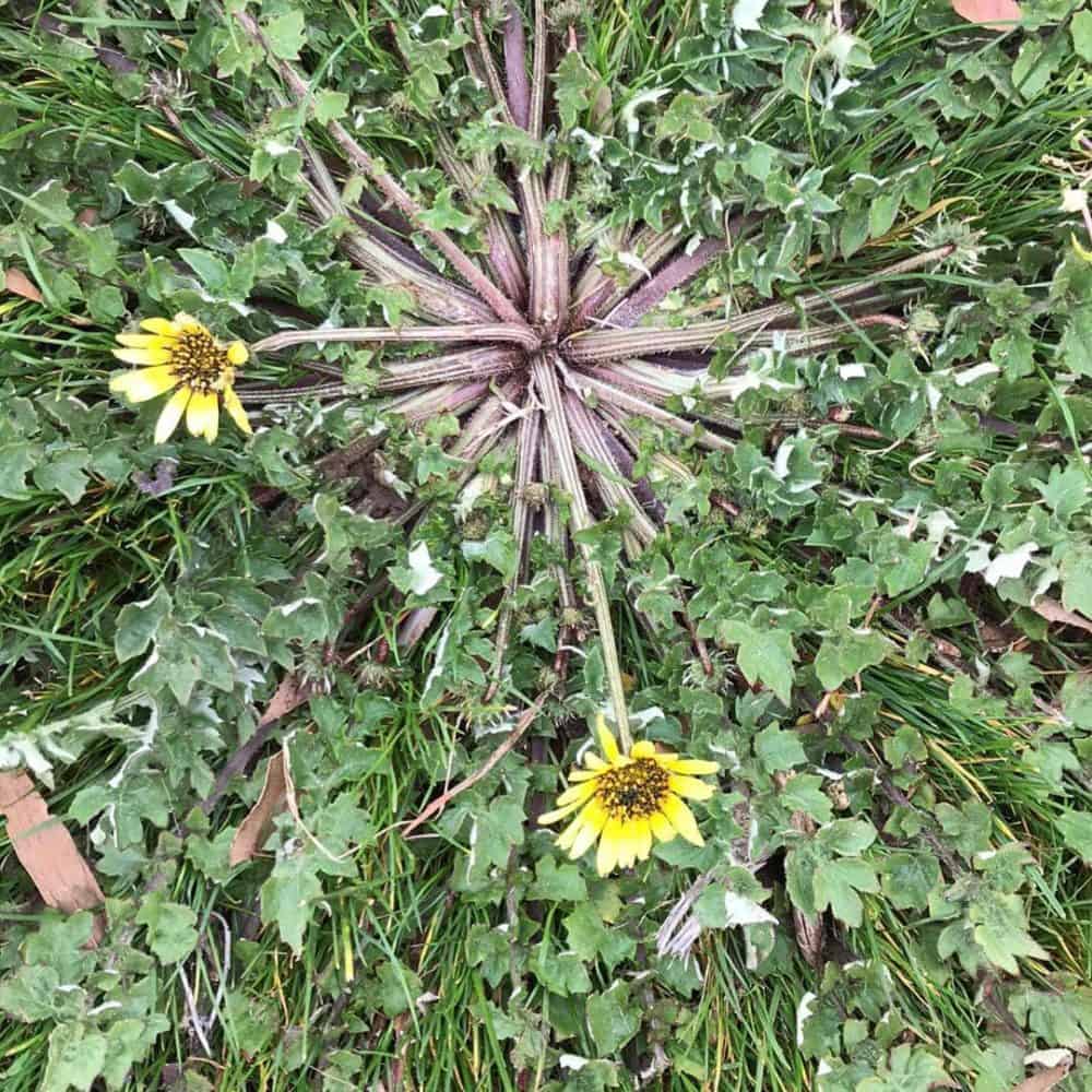Capeweed (Arctotheca Calendula) - Weed Identification - Lawn Addicts