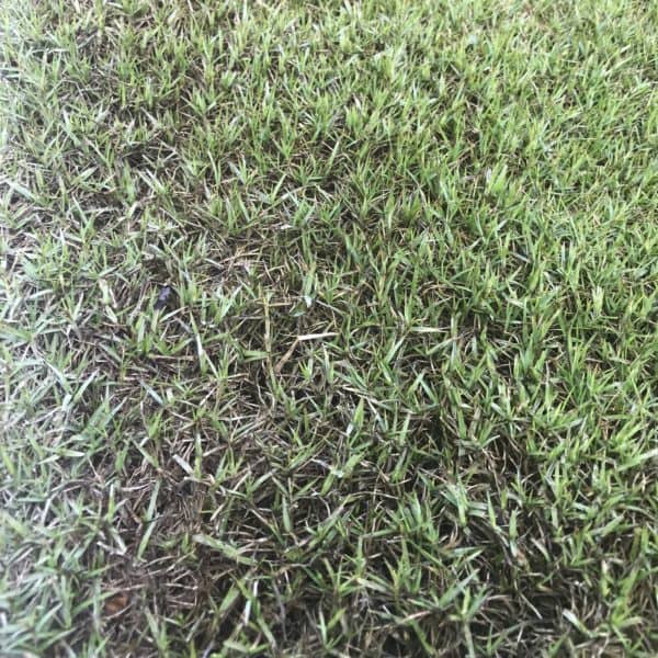 Turf Disease & Fungus Identification - Lawn Addicts