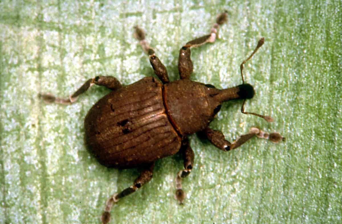 Argentine Stem Weevil - Insect Identification - Lawn Addicts