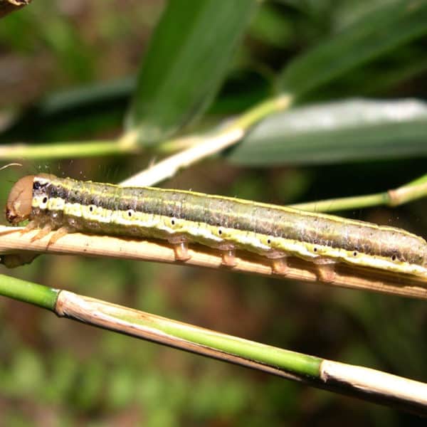 Lawn Armyworm - Insect Identification - Lawn Addicts