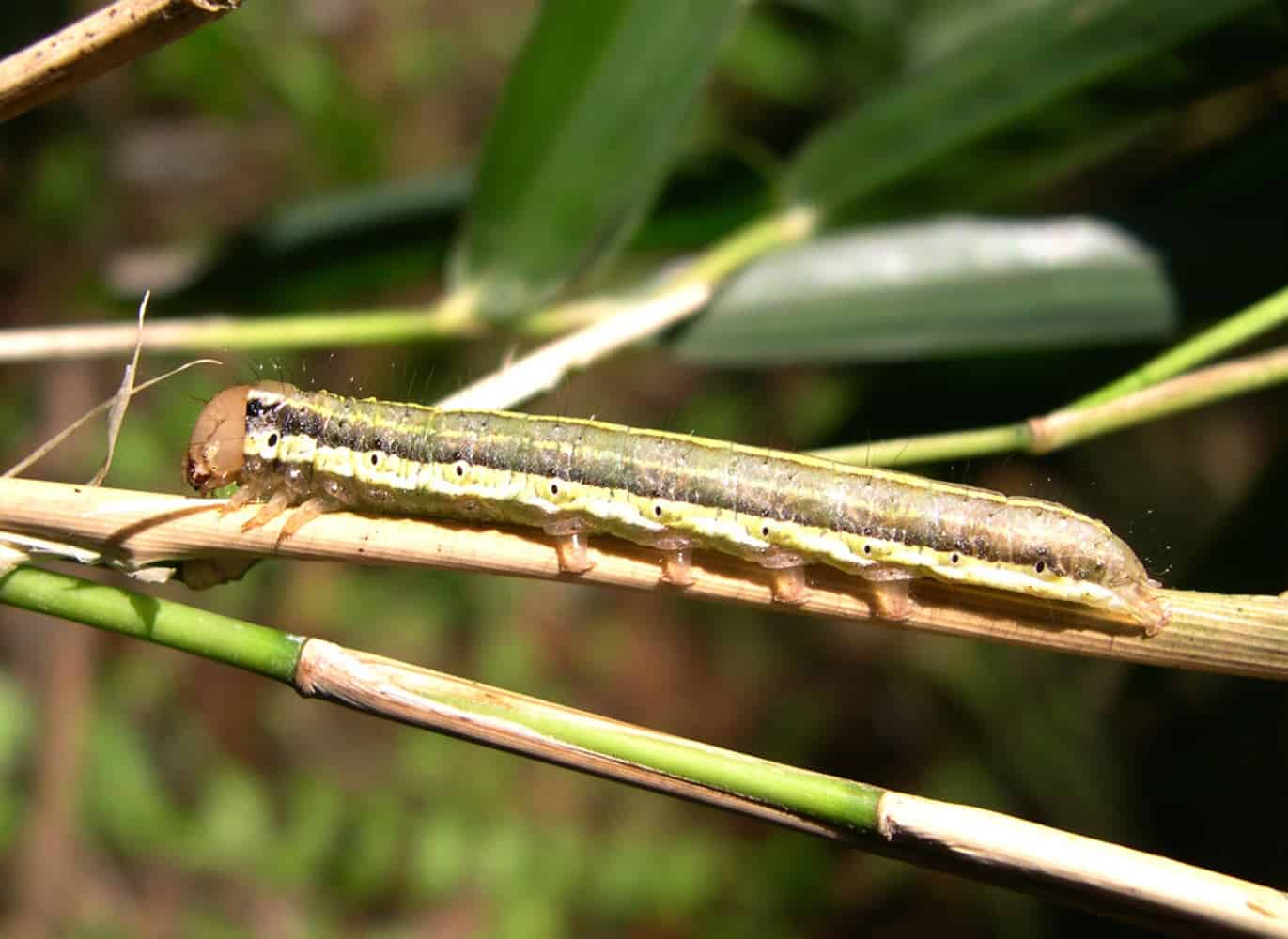 Lawn Armyworm - Insect Identification - Lawn Addicts