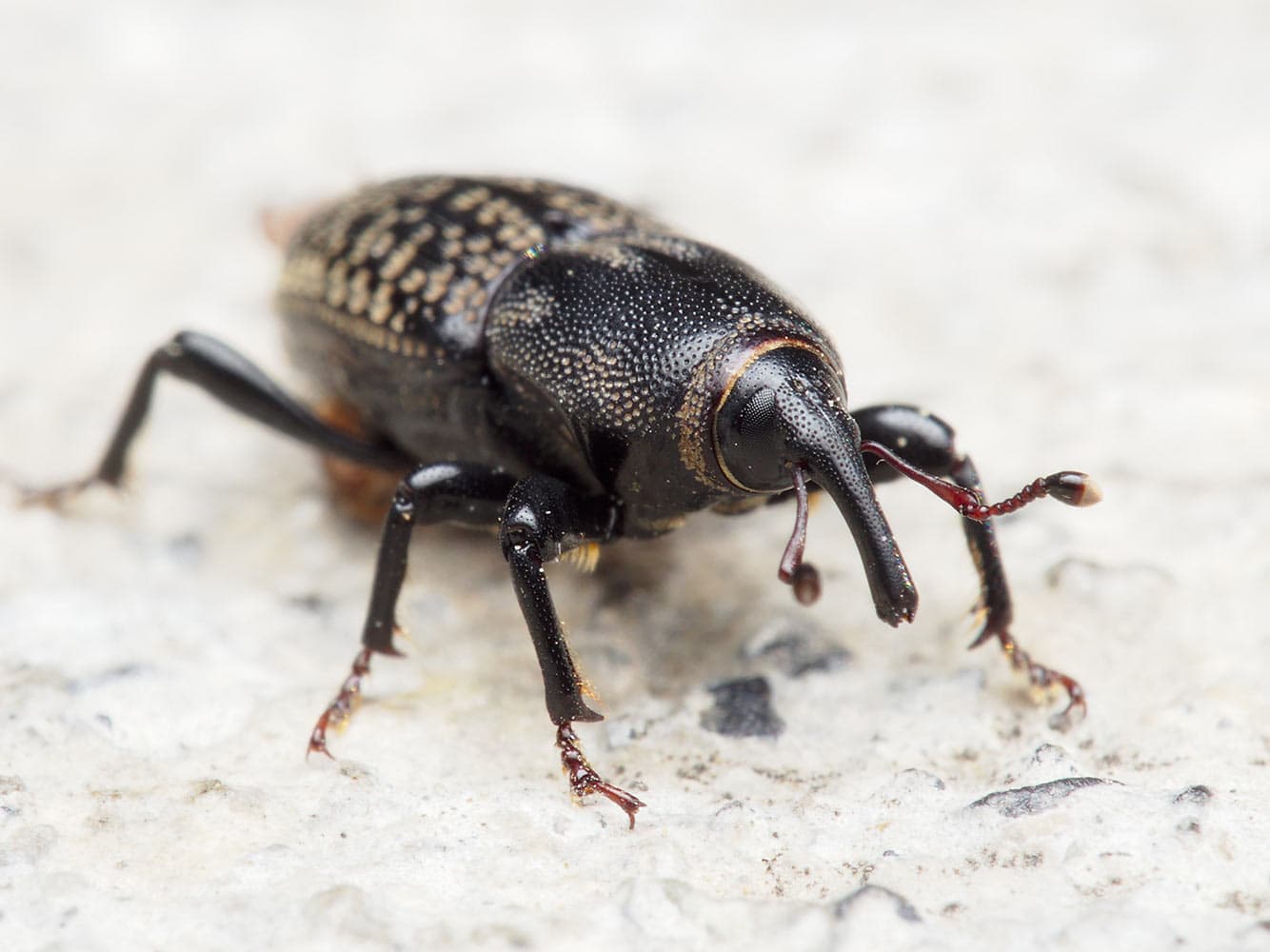 Billbug (La Plata Weevil) - Insect Identification - Lawn Addicts