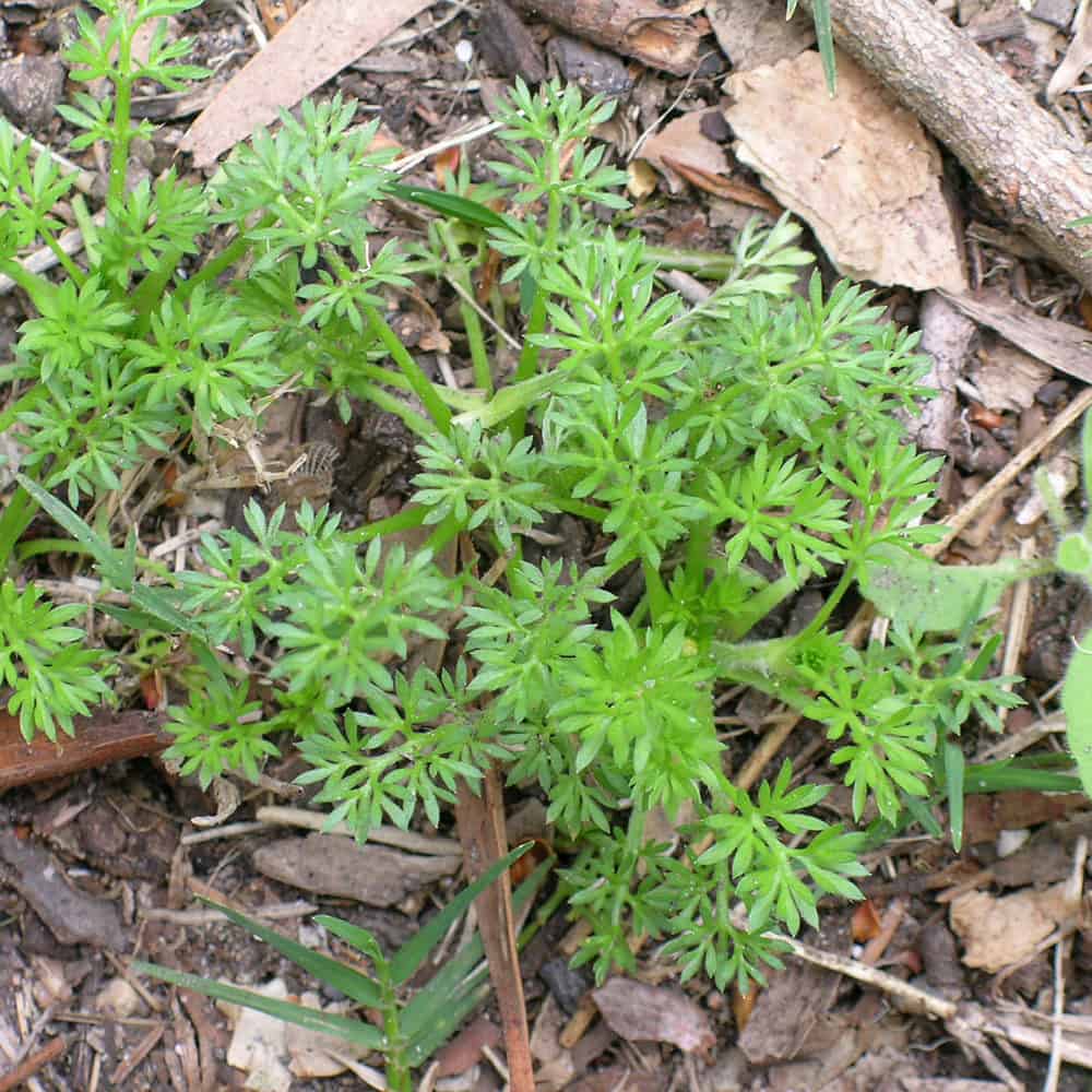 Bindii (Soliva Sessilis) - Weed Identification - Lawn Addicts