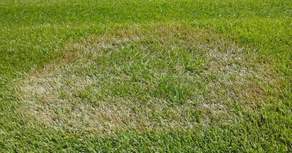 Brown Patch - Lawn Disease Identification - Lawn Addicts