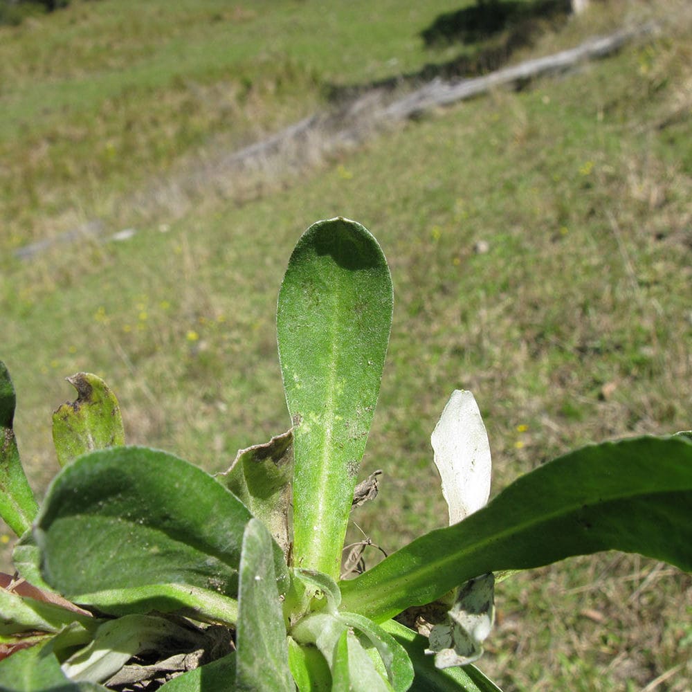 Cudweed or Daisy (Gnaphalium Spp.) - Lawn Addicts