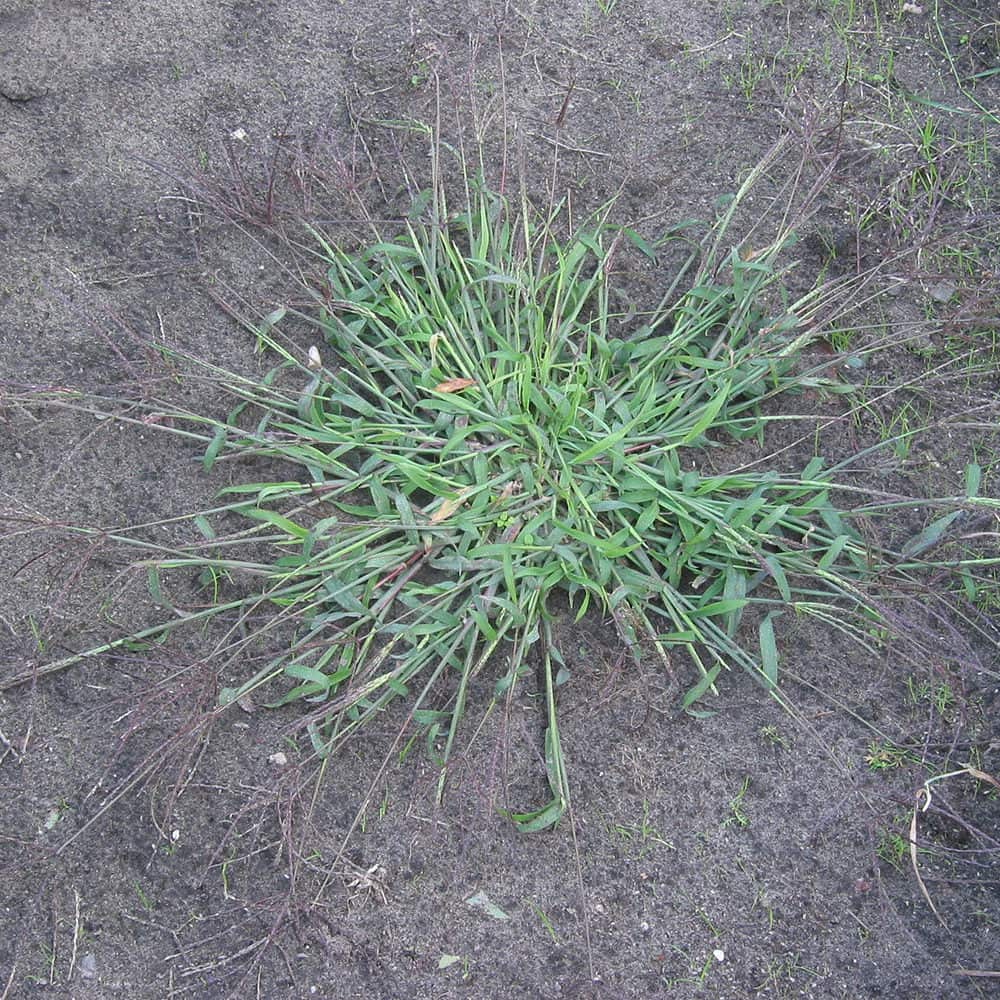 Summer Grass (Digitaria Sanguinalis) - Lawn Addicts