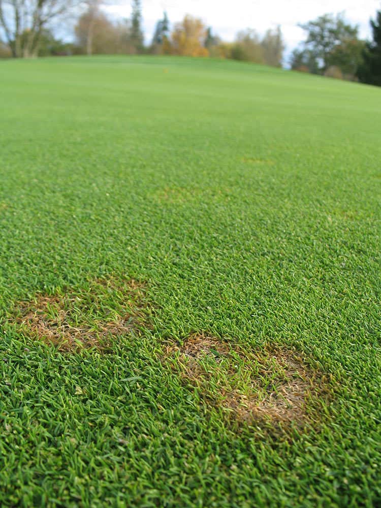 Fusarsium Patch - Lawn Disease Identification - Lawn Addicts