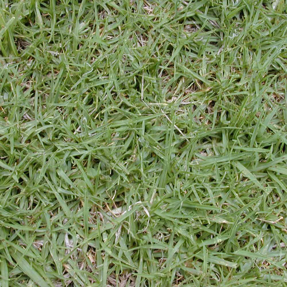 Kikuyu (inc. hybrid varieties) - Turf Identification - Lawn Addicts