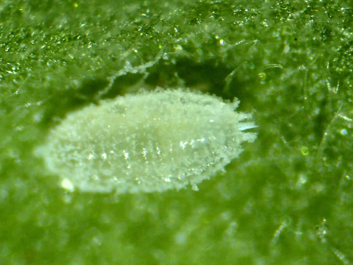 Mealybug - Grass Insect Identification - Lawn Addicts