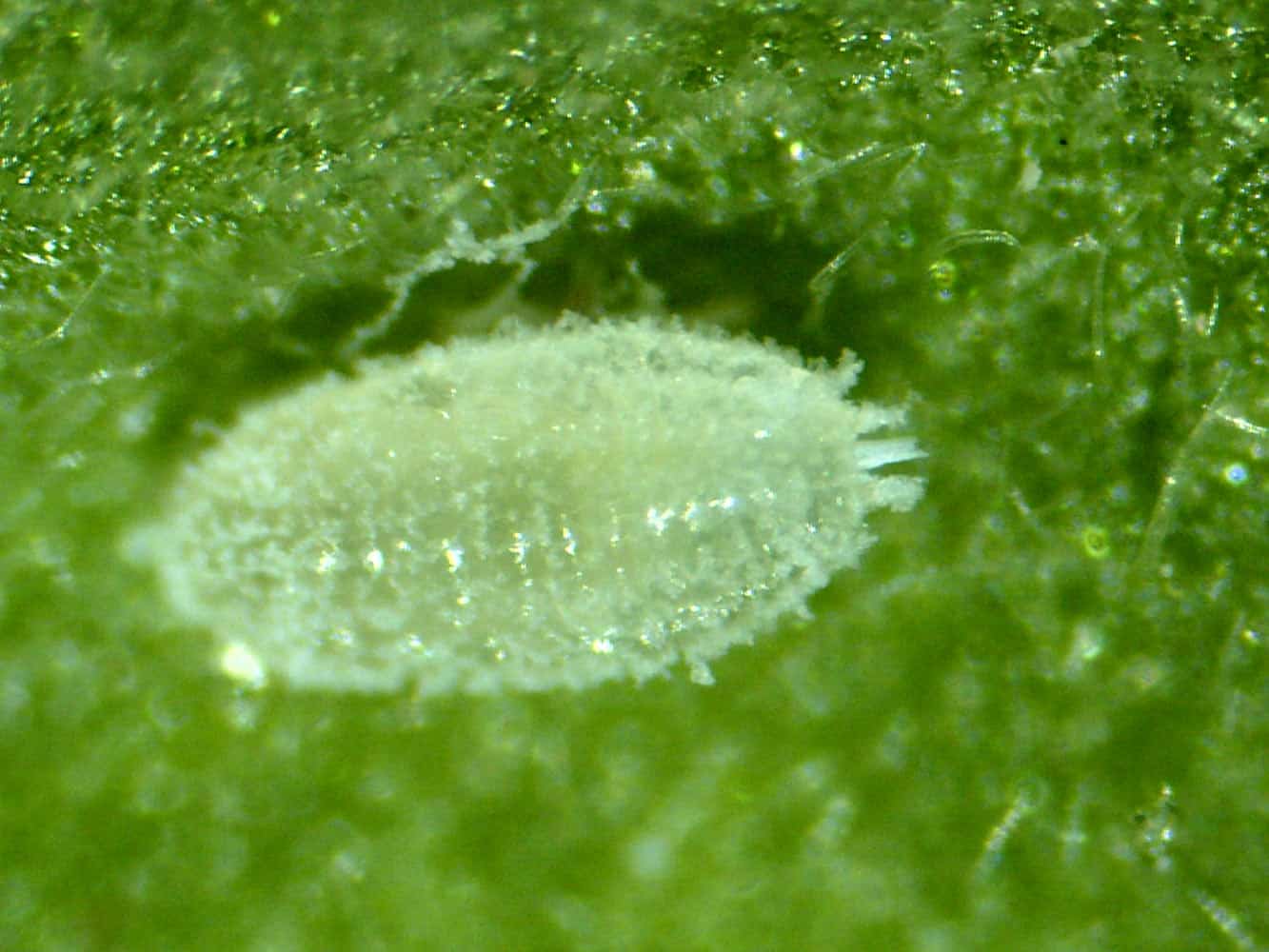 Mealybug - Grass Insect Identification - Lawn Addicts