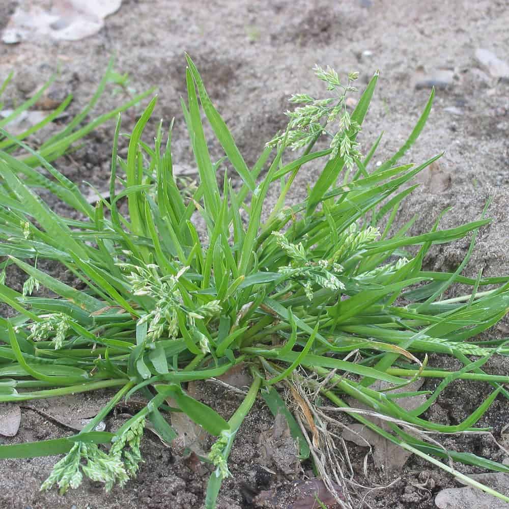 Poa Annua Erkennen