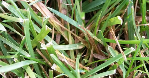Pythium Blight - Lawn Disease Identification - Lawn Addicts