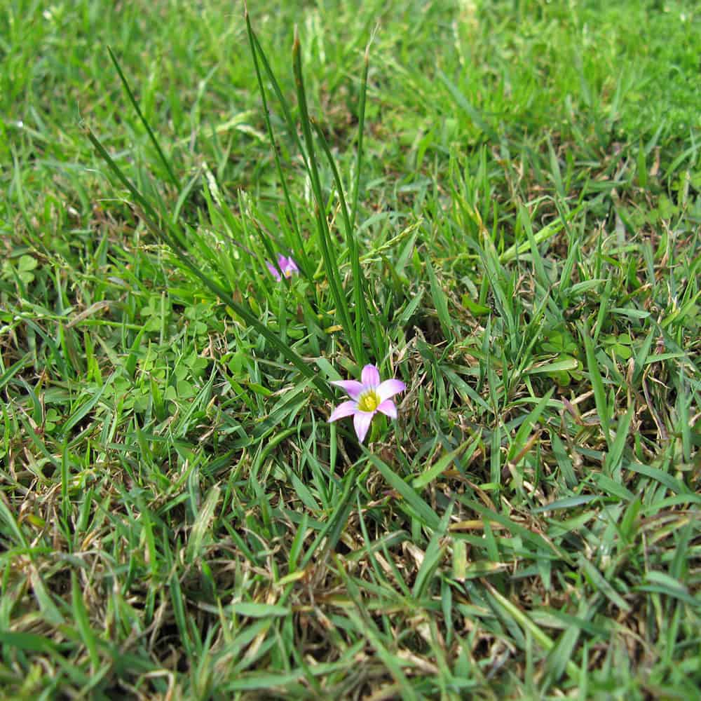 Onion Grass or Guildford Grass (Romulea Rosea) - Lawn Addicts
