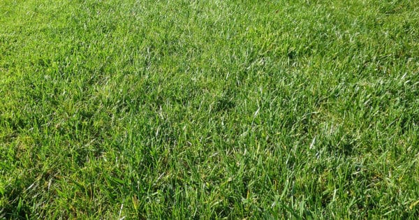 Perennial Ryegrass - Turf Identification - Lawn Addicts