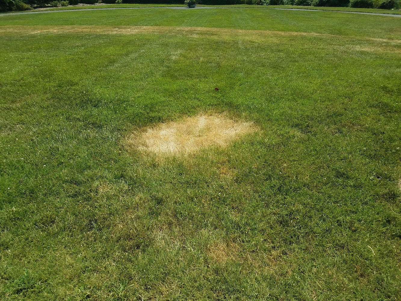 Take-all Patch - Lawn Disease Identification - Lawn Addicts