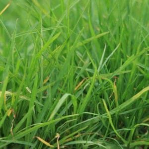 Common Turf Varieties Archives - Lawn Addicts