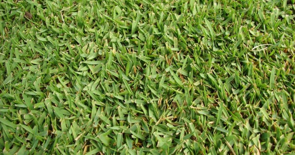 Zoysia (inc. varieties) - Turf Identification - Lawn Addicts