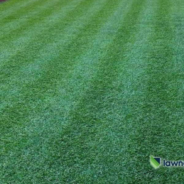Tall Fescue RTF - Lawn Addicts
