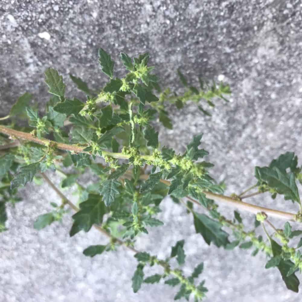 Crested Goosefoot - Weed Identification - Lawn Addicts