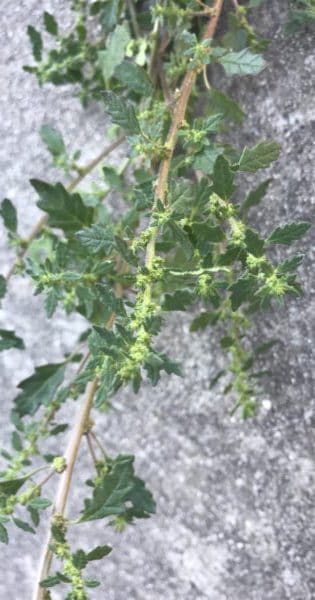 Crested Goosefoot - Weed Identification - Lawn Addicts