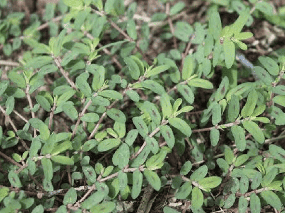 Lawn Weeds Spurge Weed Identification Spurge? | Lawn Care Forum