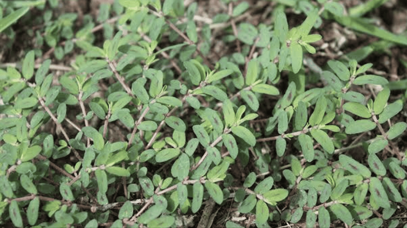 Prostrate Spurge Weed Control