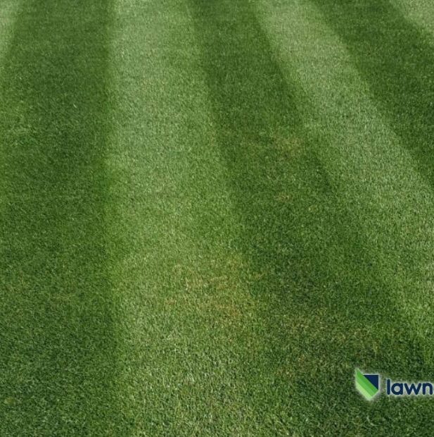 RPR (Regenerating Perennial Ryegrass) - Lawn Addicts