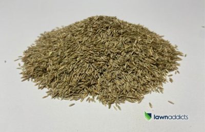 Pinnacle III (Single Cultivar Perennial Rye Grass) - Lawn Addicts