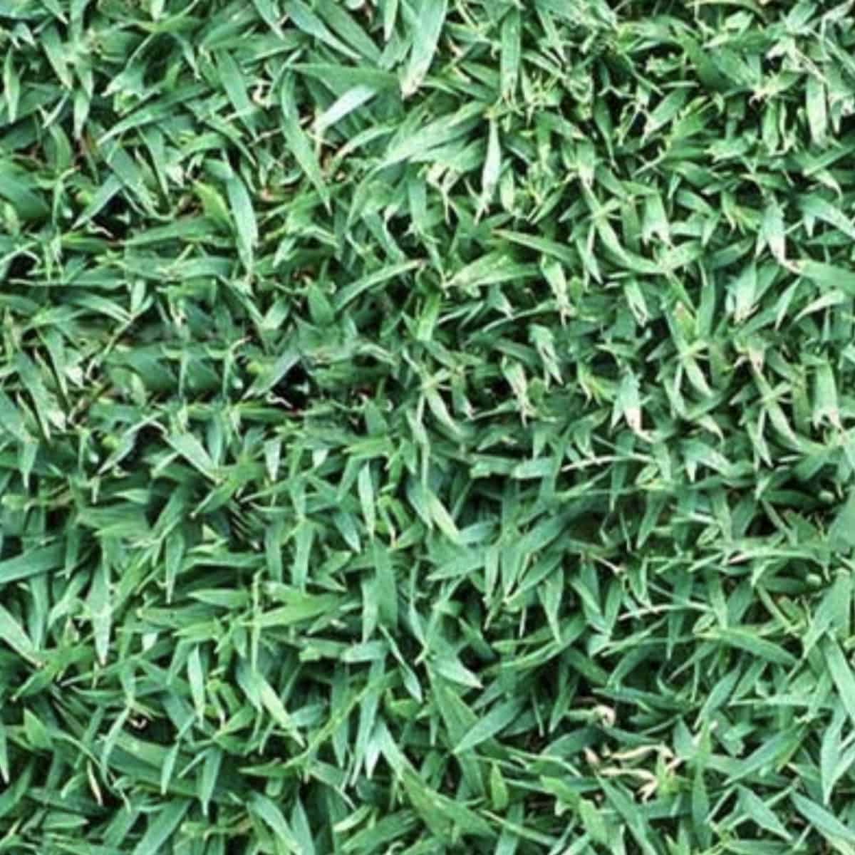 Free Lawn Plans Archives - Lawn Addicts