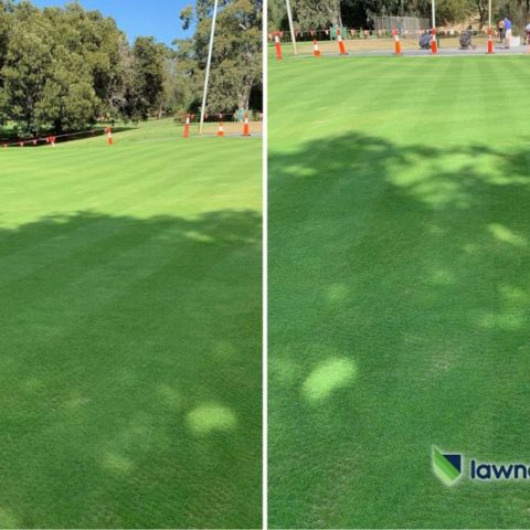 Pinnacle III (Single Cultivar Perennial Rye Grass) - Lawn Addicts