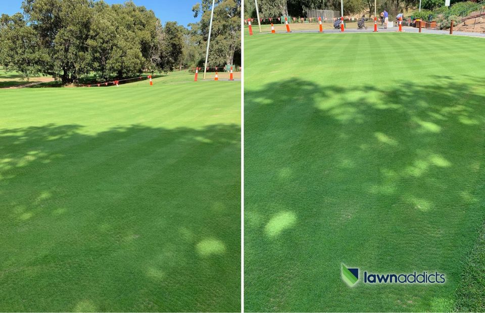 Pure Distinction Creeping Bentgrass 1 kg - Lawn Addicts