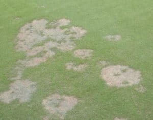 Spring Dead Spot - Lawn Disease Identification - Lawn Addicts