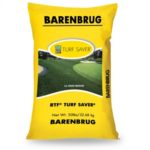 Pinnacle III (Single Cultivar Perennial Rye Grass) - Lawn Addicts