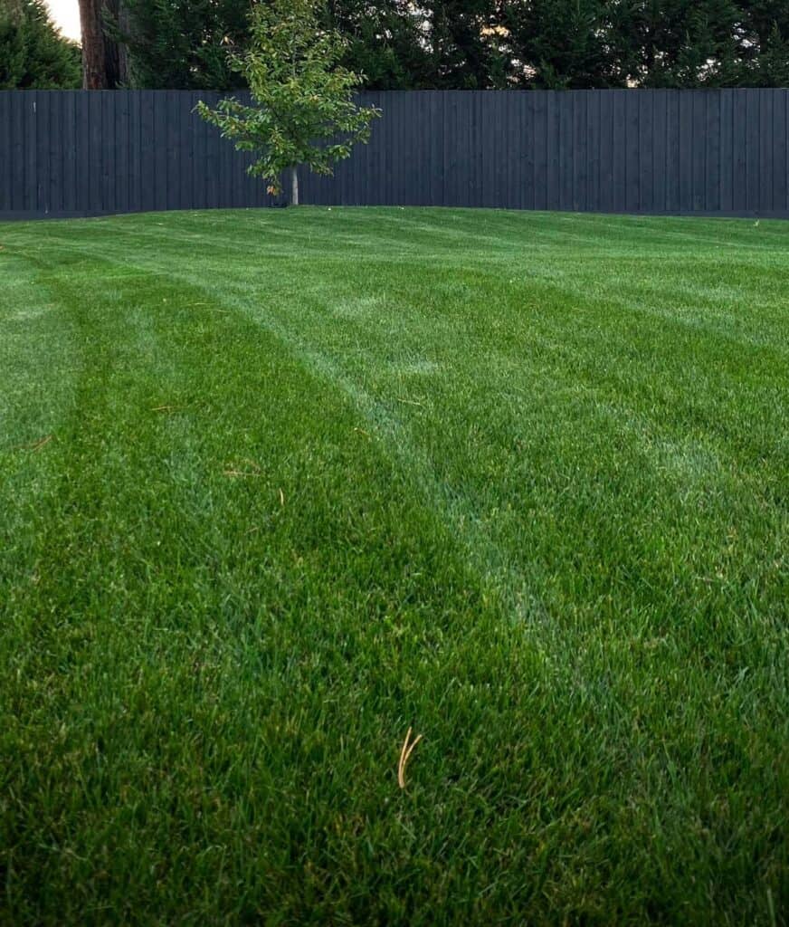 Cool Season Plans for Warmer Climate - Lawn Addicts