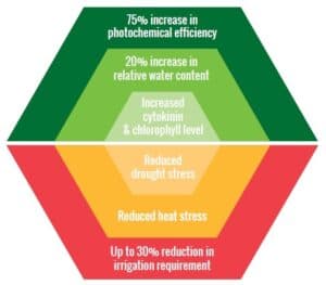 Primo Maxx II Turf Growth Regulator 5ltr - Lawn Addicts