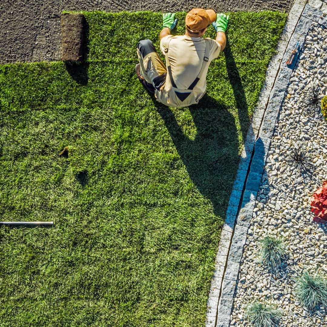Sod Establishment - Lawn Addicts