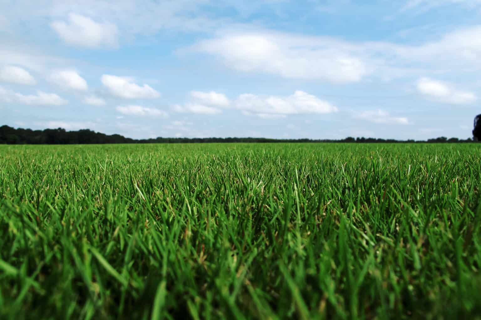 Lilydale Instant Lawn (Victoria) - Lawn Addicts