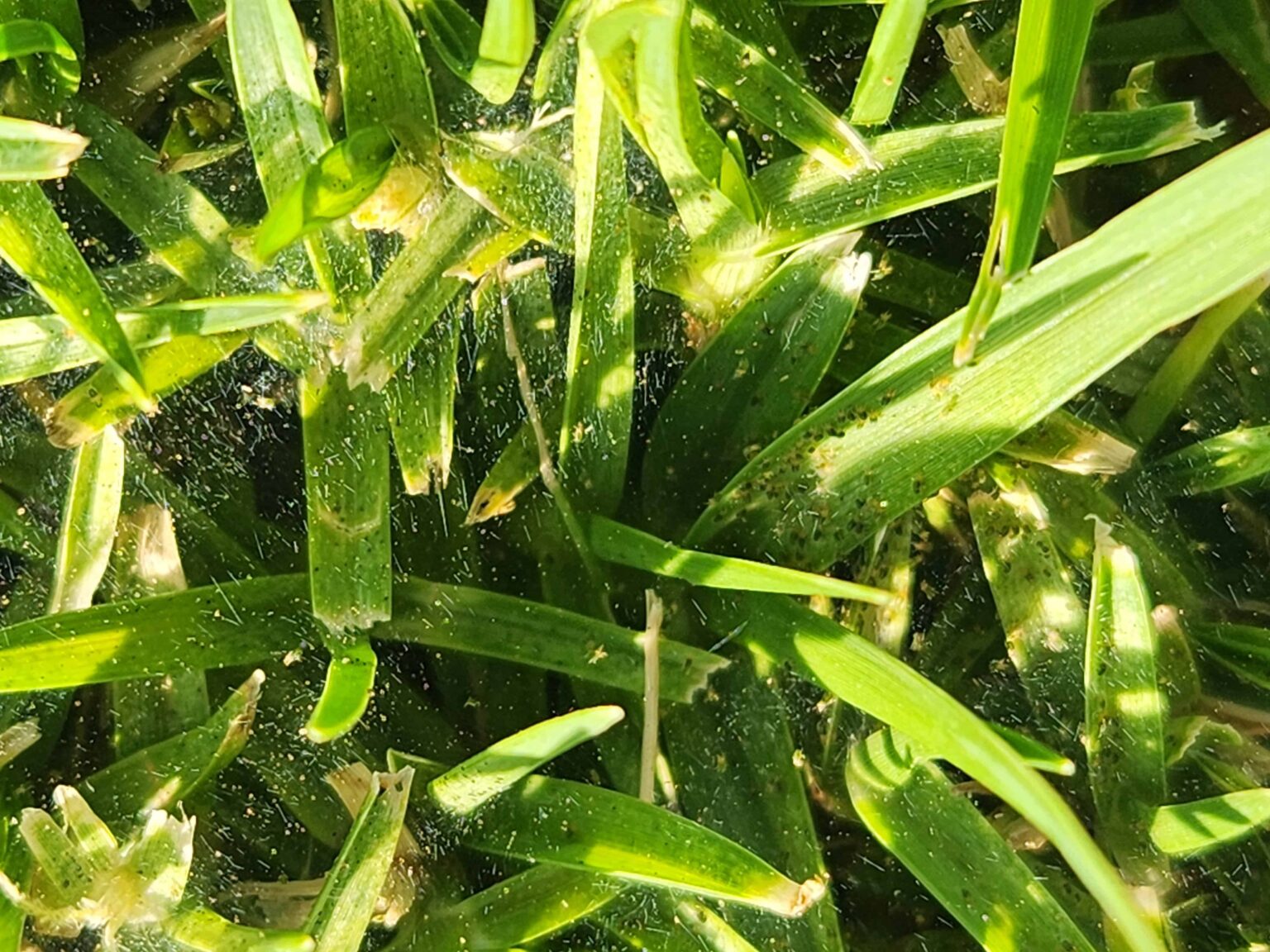 Spider Mite - Tetranychidae spp. - Lawn Addicts