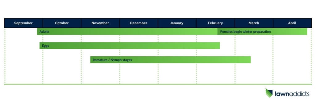 Spider Mite - Tetranychidae spp. - Lawn Addicts