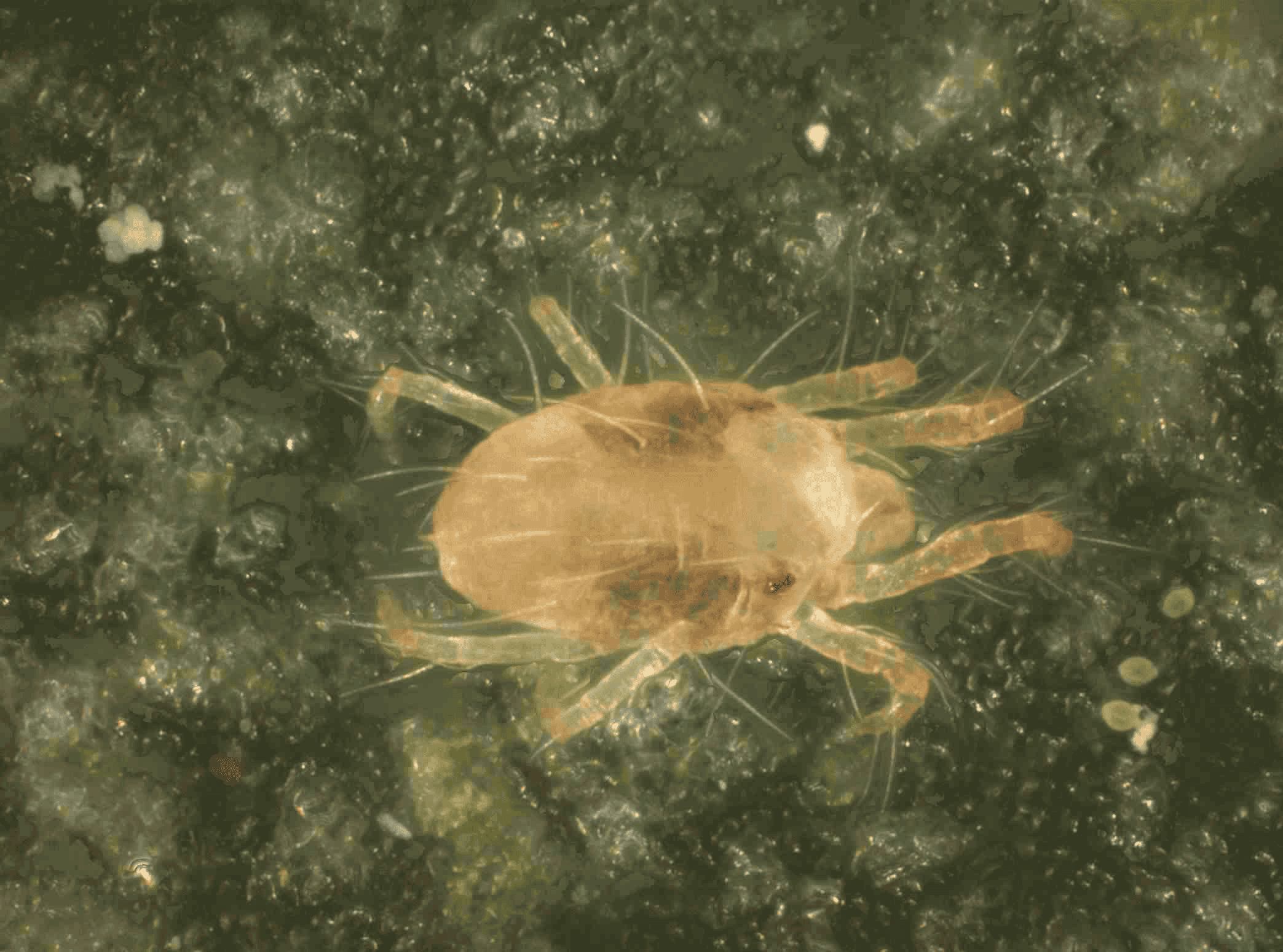 Spider Mite - Tetranychidae spp. - Lawn Addicts