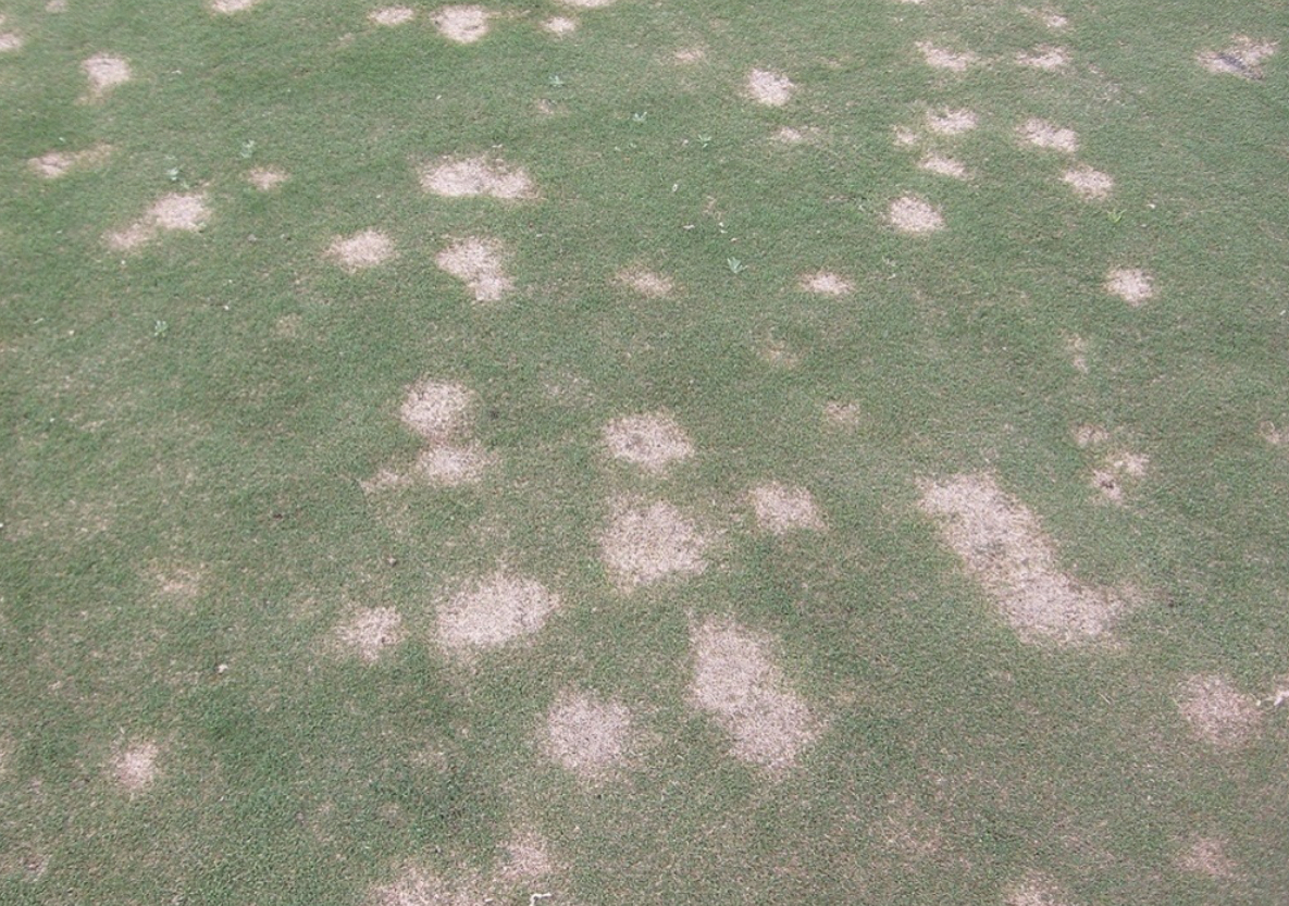 Spring Dead Spot - Lawn Disease Identification - Lawn Addicts