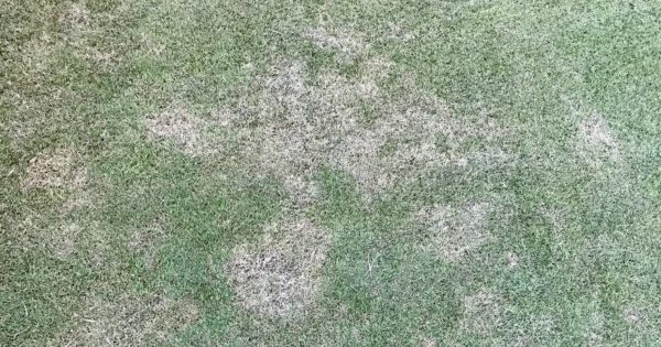 Spring Dead Spot - Lawn Disease Identification - Lawn Addicts